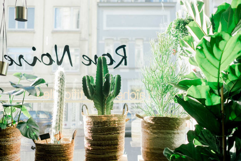Cactus Bruxelles - Rose Noire : une variété de Cactus à venir découvrir